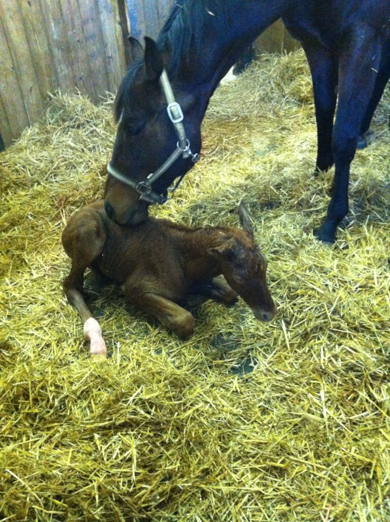 theHorse: Can a Mare's Personality Change After Her First Foal ...
