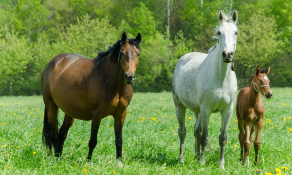 How to Choose a Warmblood Stallion | WSNA Breeding Guide