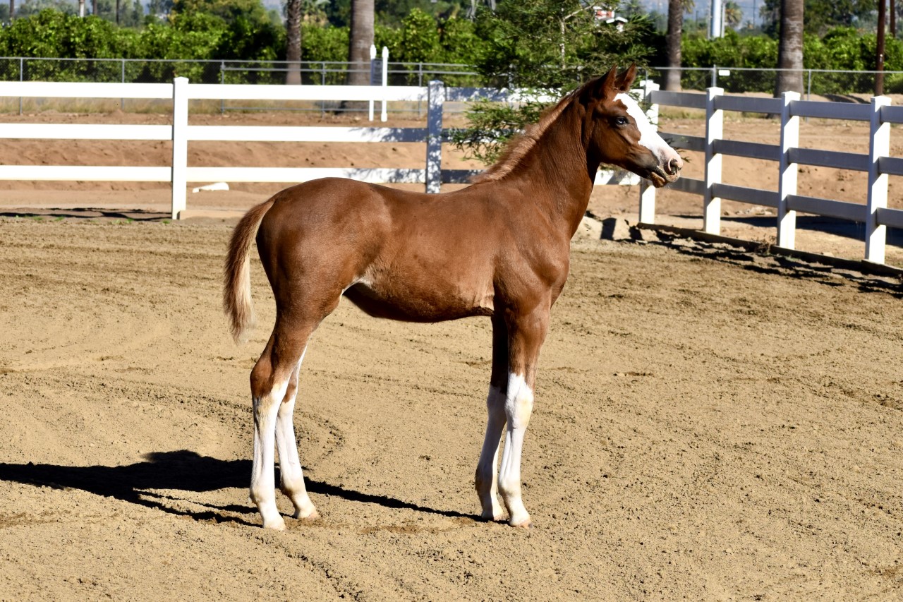 Stallion Owner Spotlight: Ryan Pedigo Sport Horses, Inc. - Warmblood ...