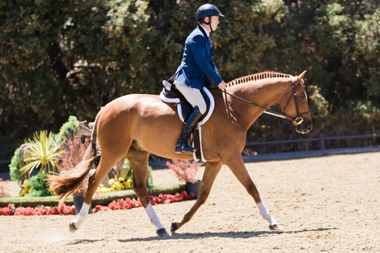 Stallion Owner Spotlight: Ryan Pedigo Sport Horses, Inc. - Warmblood ...