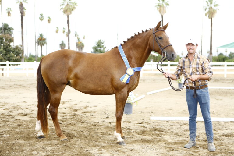 Stallion Owner Spotlight: Ryan Pedigo Sport Horses, Inc. - Warmblood ...