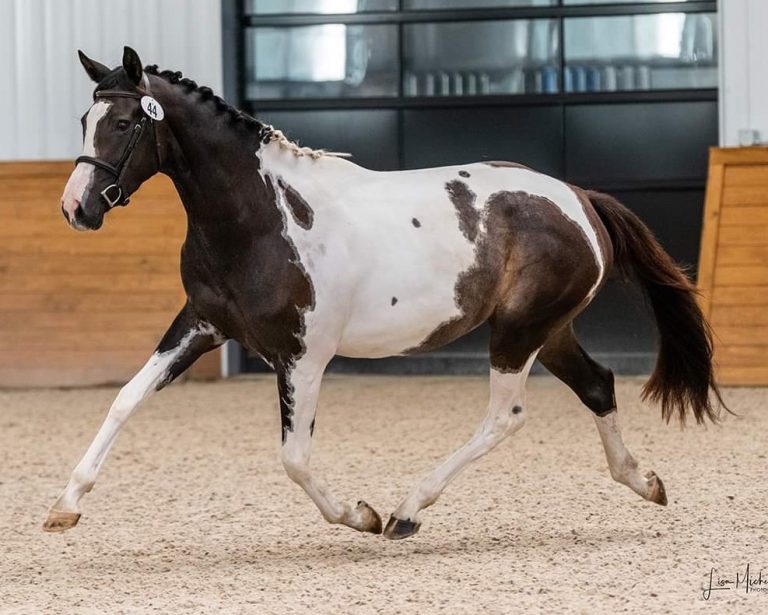 American Hanoverian Society - Warmblood Breeding